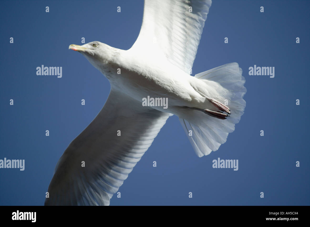 Devon fish species hi-res stock photography and images - Alamy