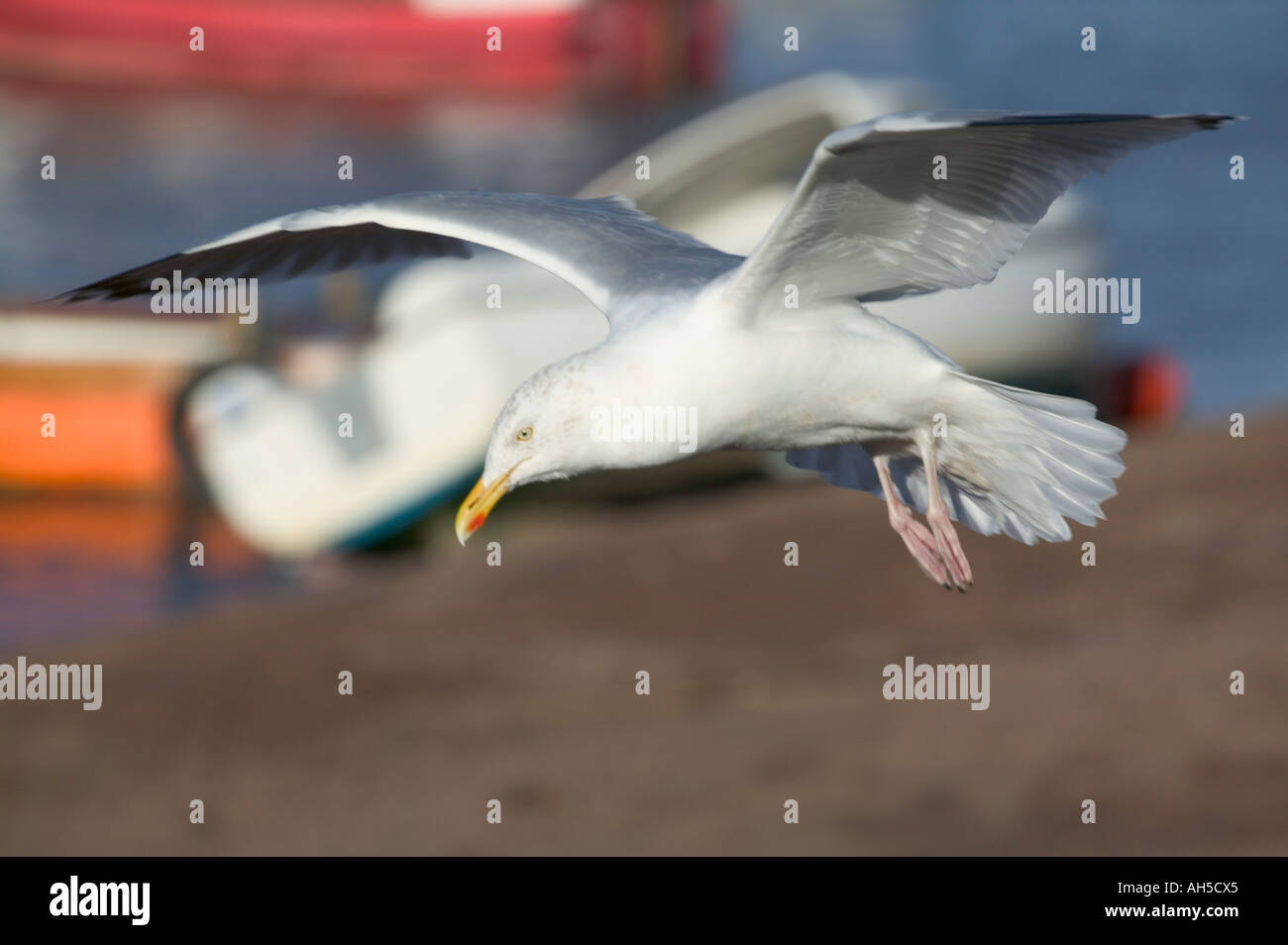 Devon fish species hi-res stock photography and images - Alamy