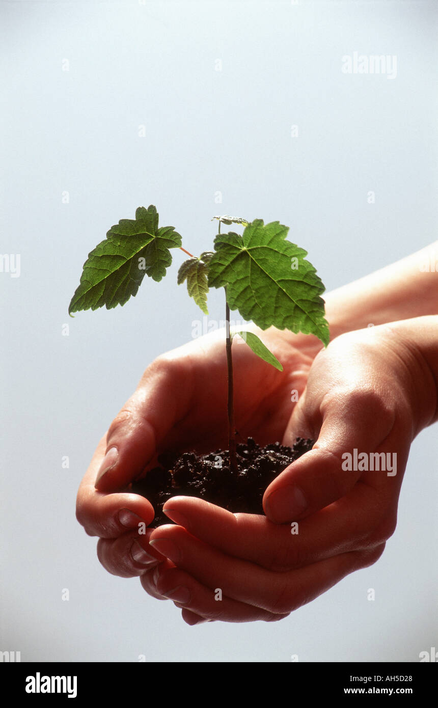 Hands cupped together holding young seedling symbols love, care, growth ...