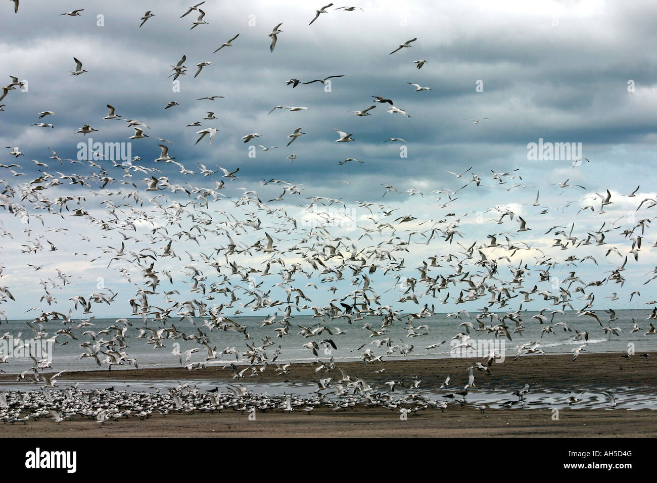 Scared of birds hi-res stock photography and images - Alamy