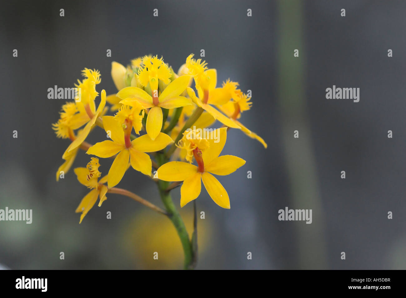 Crucifix orchid in flower Stock Photo - Alamy