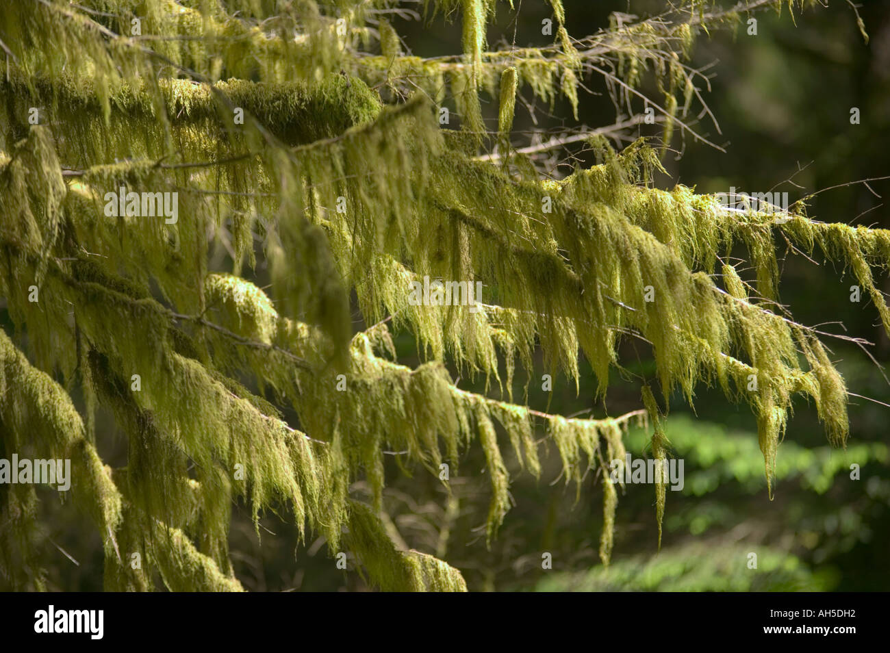 Moss hanging off an ancient spruce tree in old growth forest around ...