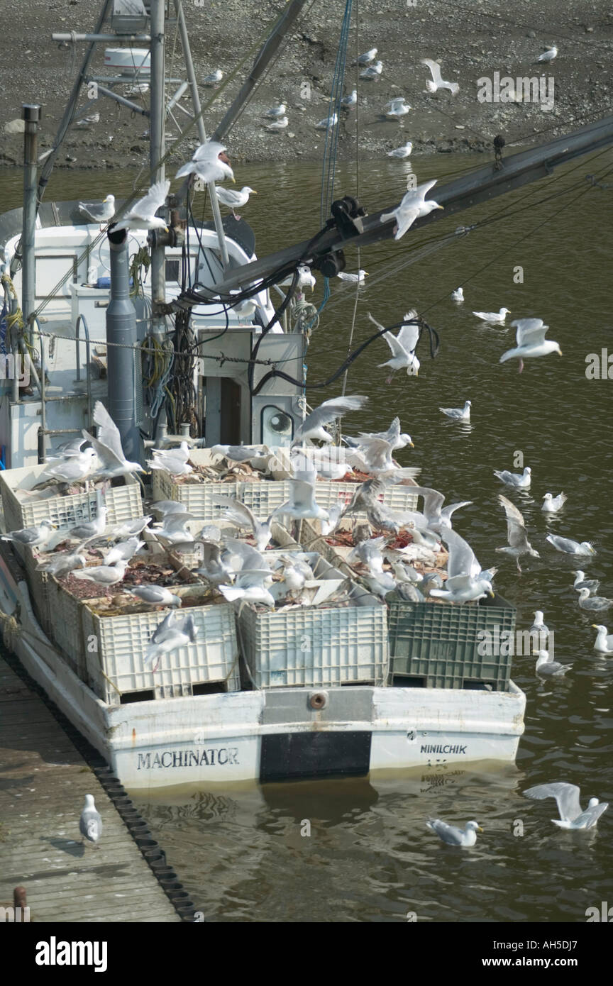 Versatile and adaptable species hi-res stock photography and images - Alamy