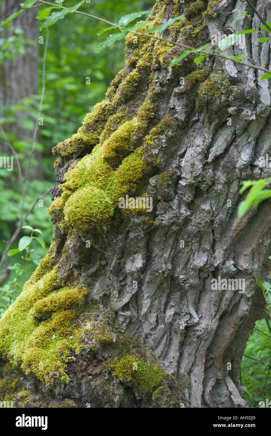 Moss and gnarled tree bark in old growth forest in Alaska Chilkat Bald ...