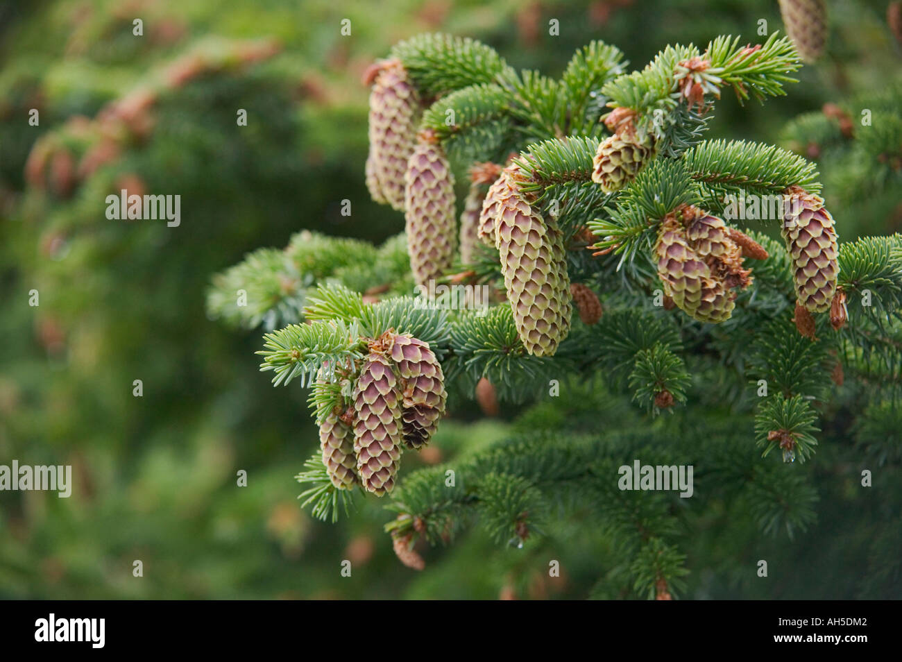 Temperate ever green forest hi-res stock photography and images - Alamy