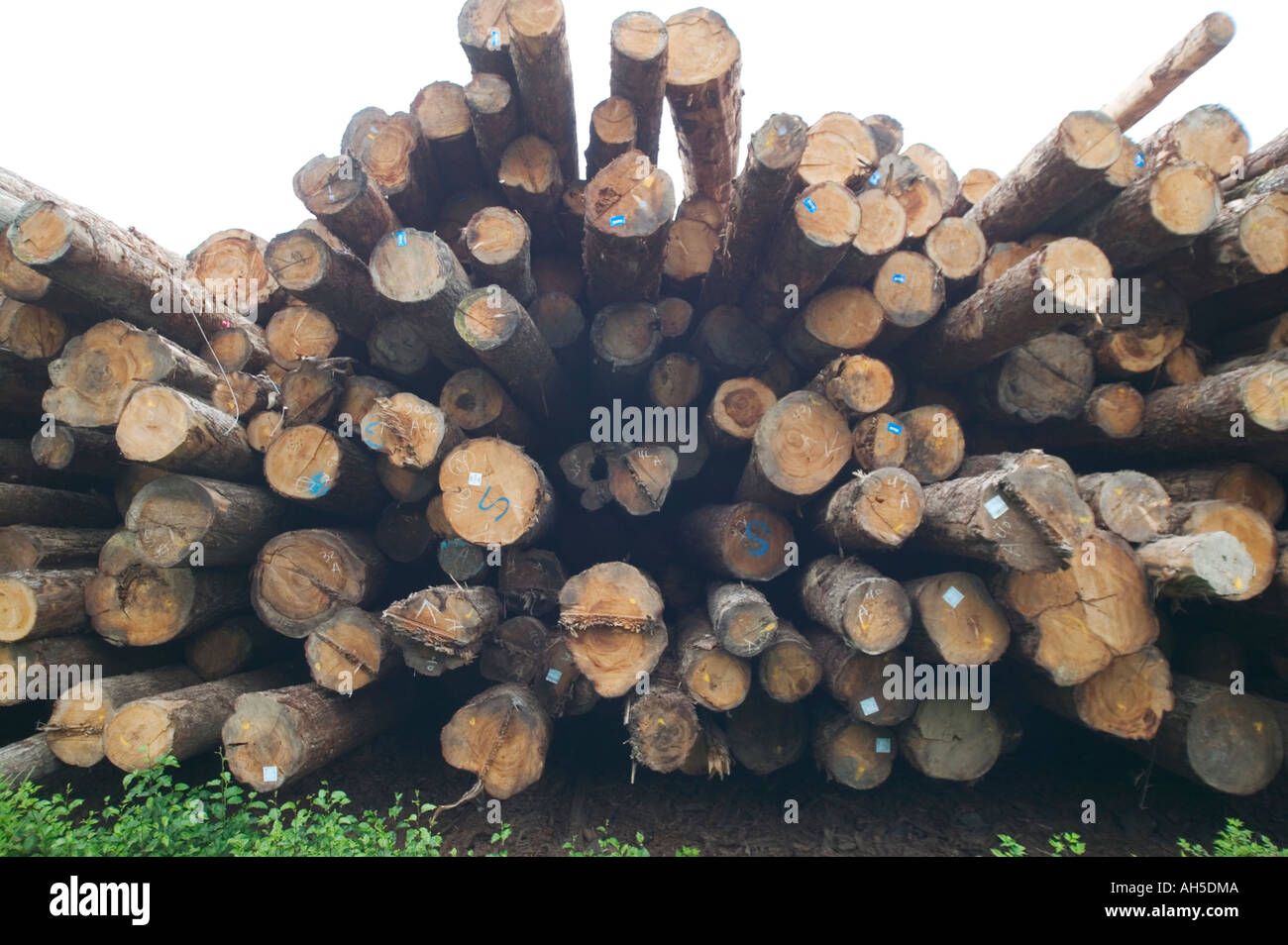 Logs piled high in a timber yard at Klawock on Prince of Wales Island ...