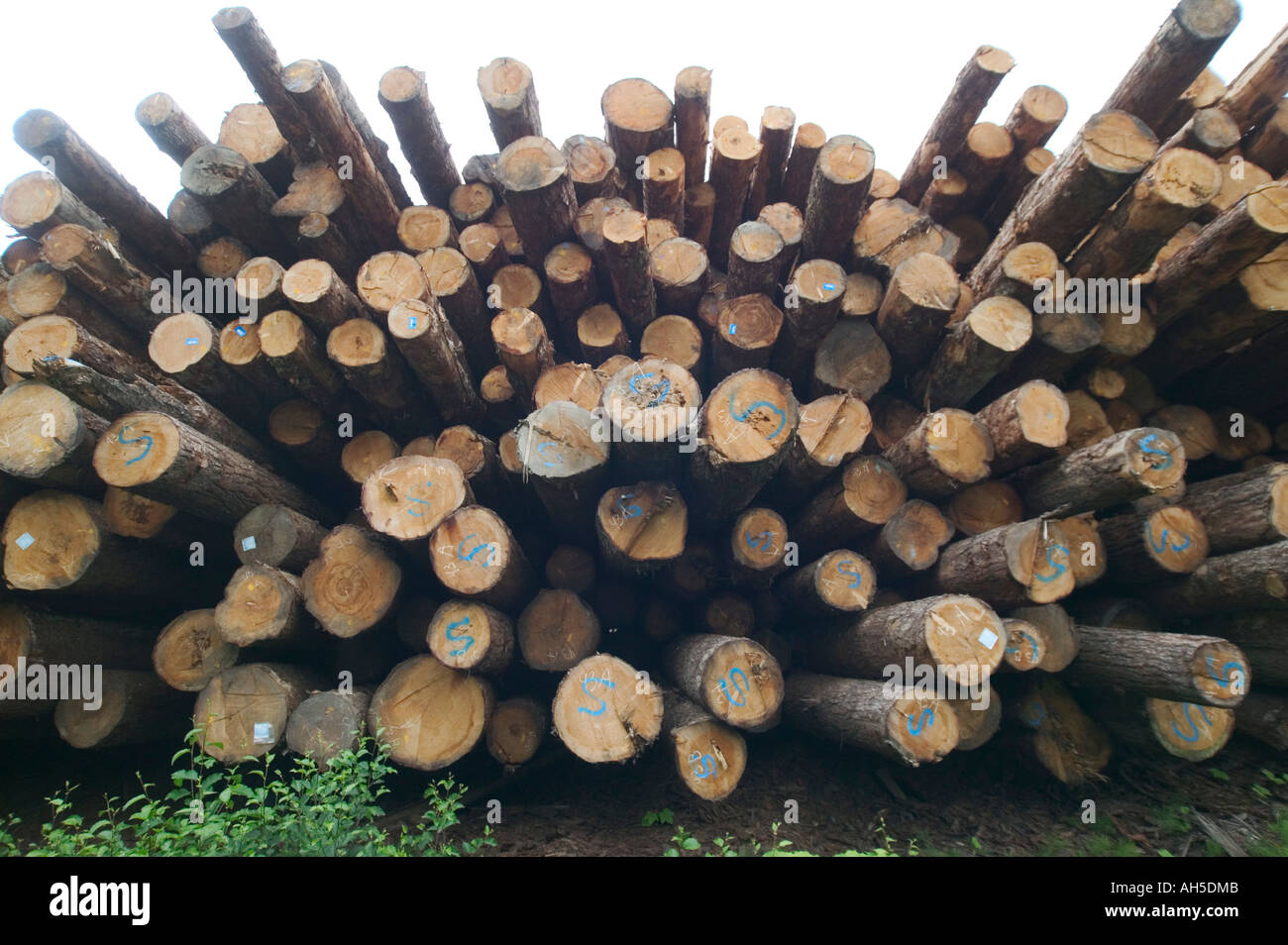 Non timber forest product hi-res stock photography and images - Alamy