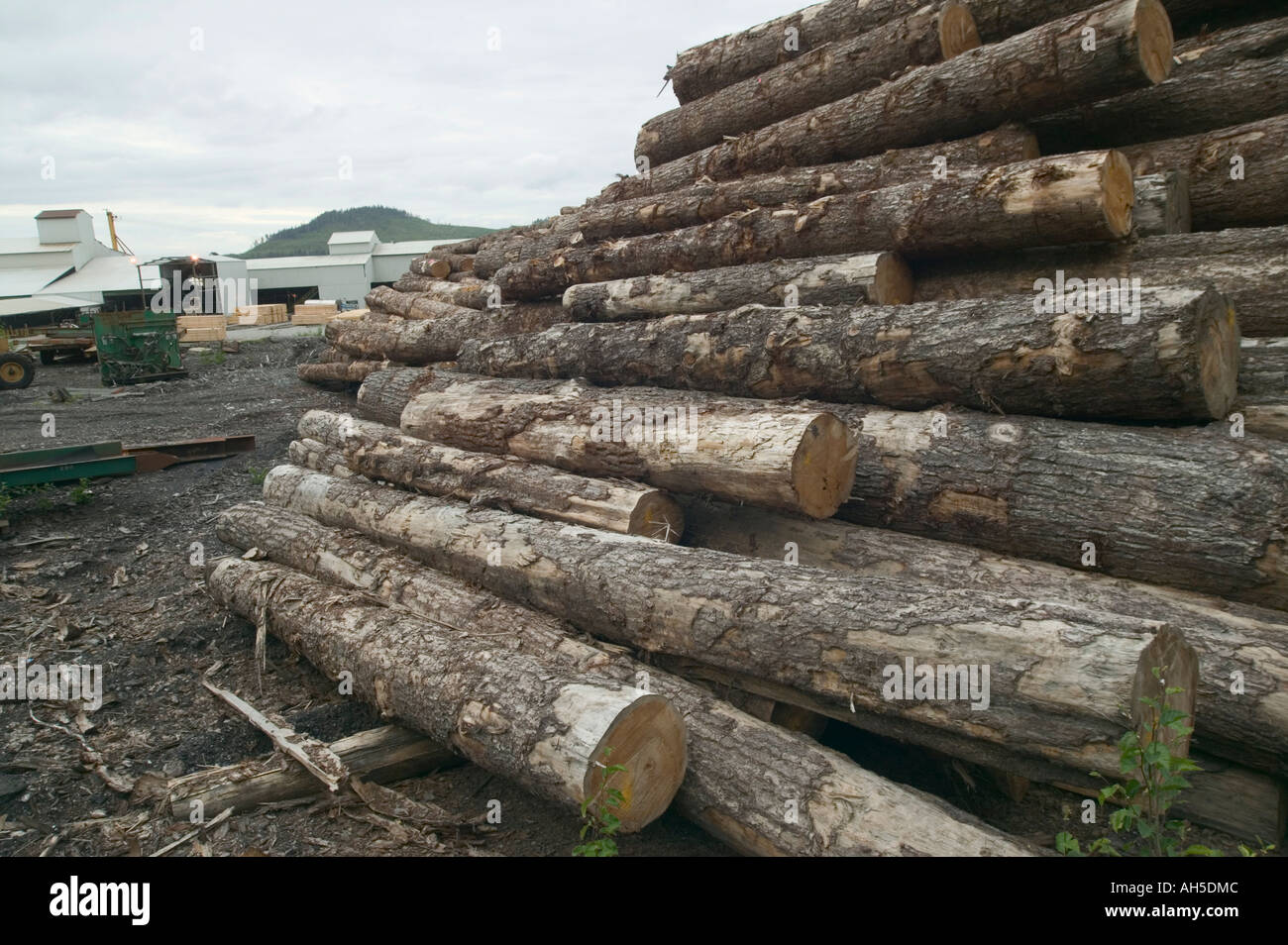 Logs piled high in a timber yard at Klawock on Prince of Wales Island ...