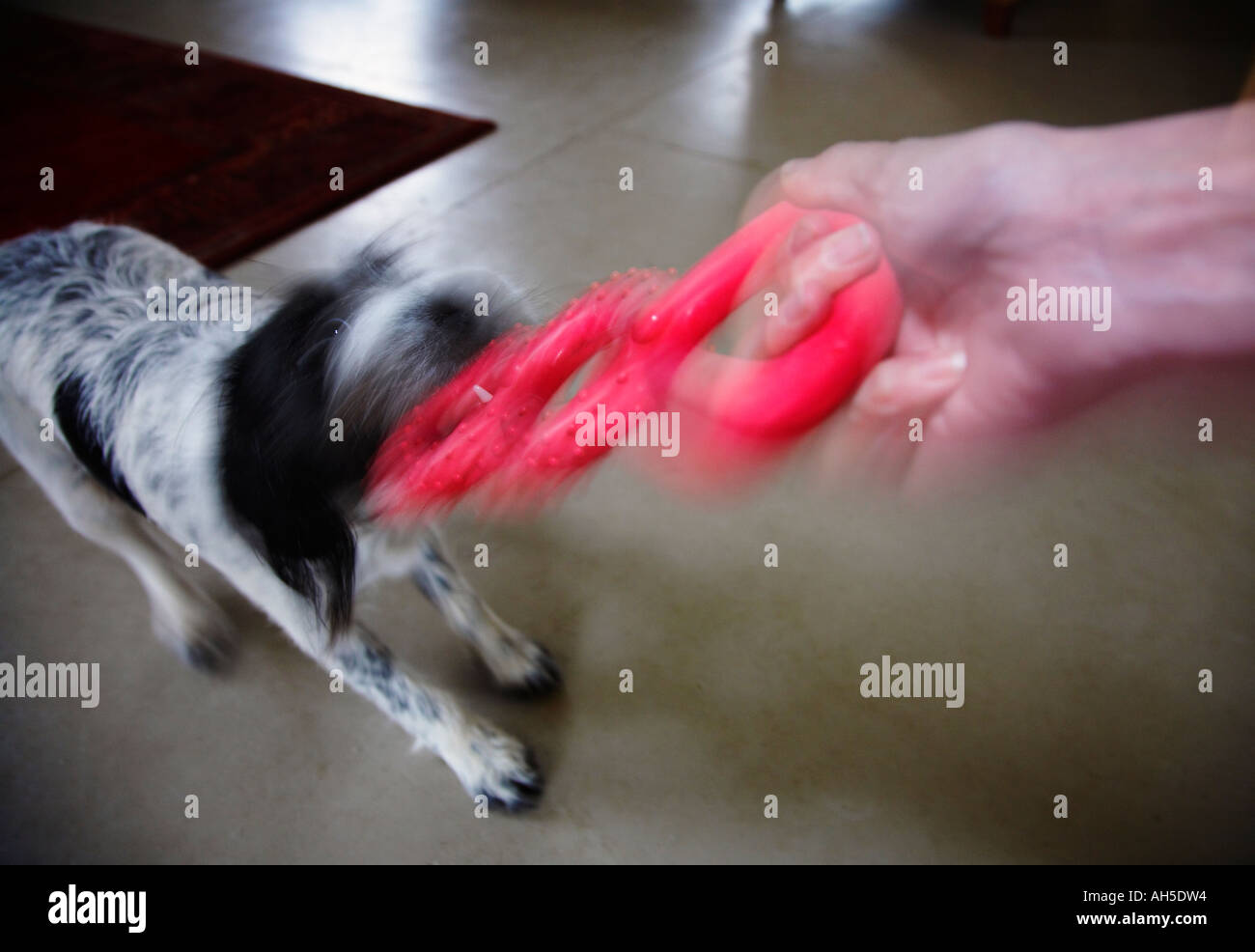 puppy dog pulling on plastic toy Stock Photo - Alamy