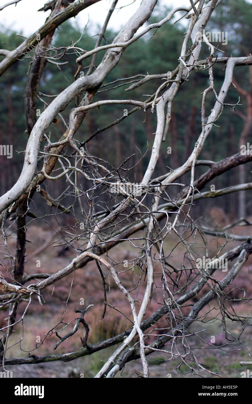 Dead pine branches hi-res stock photography and images - Alamy
