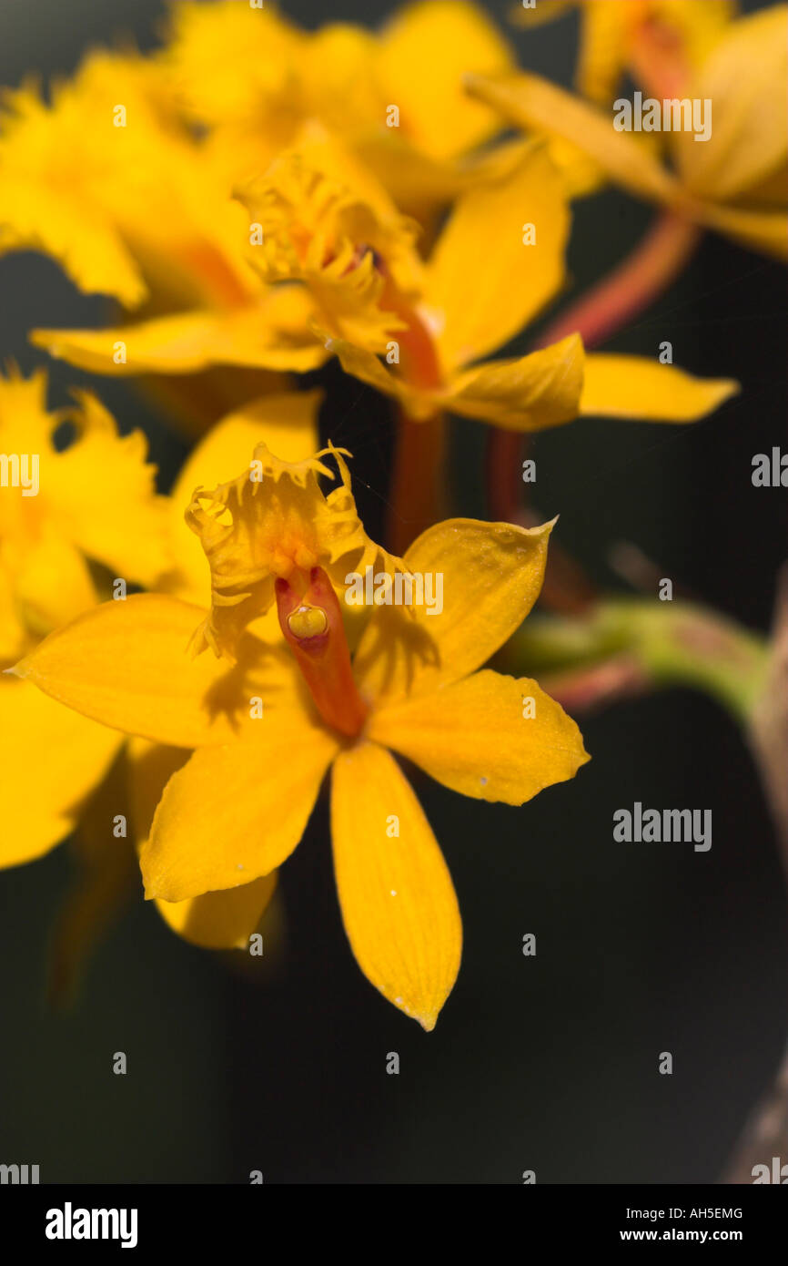 Crucifix orchid in flower Stock Photo - Alamy