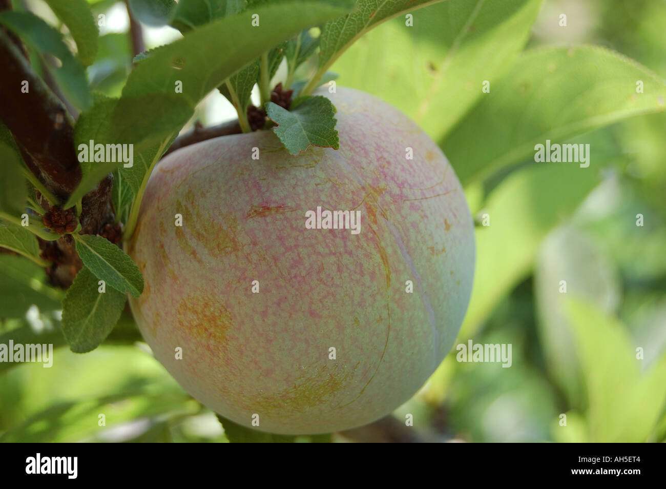 Pluot Tree High Resolution Stock Photography and Images - Alamy