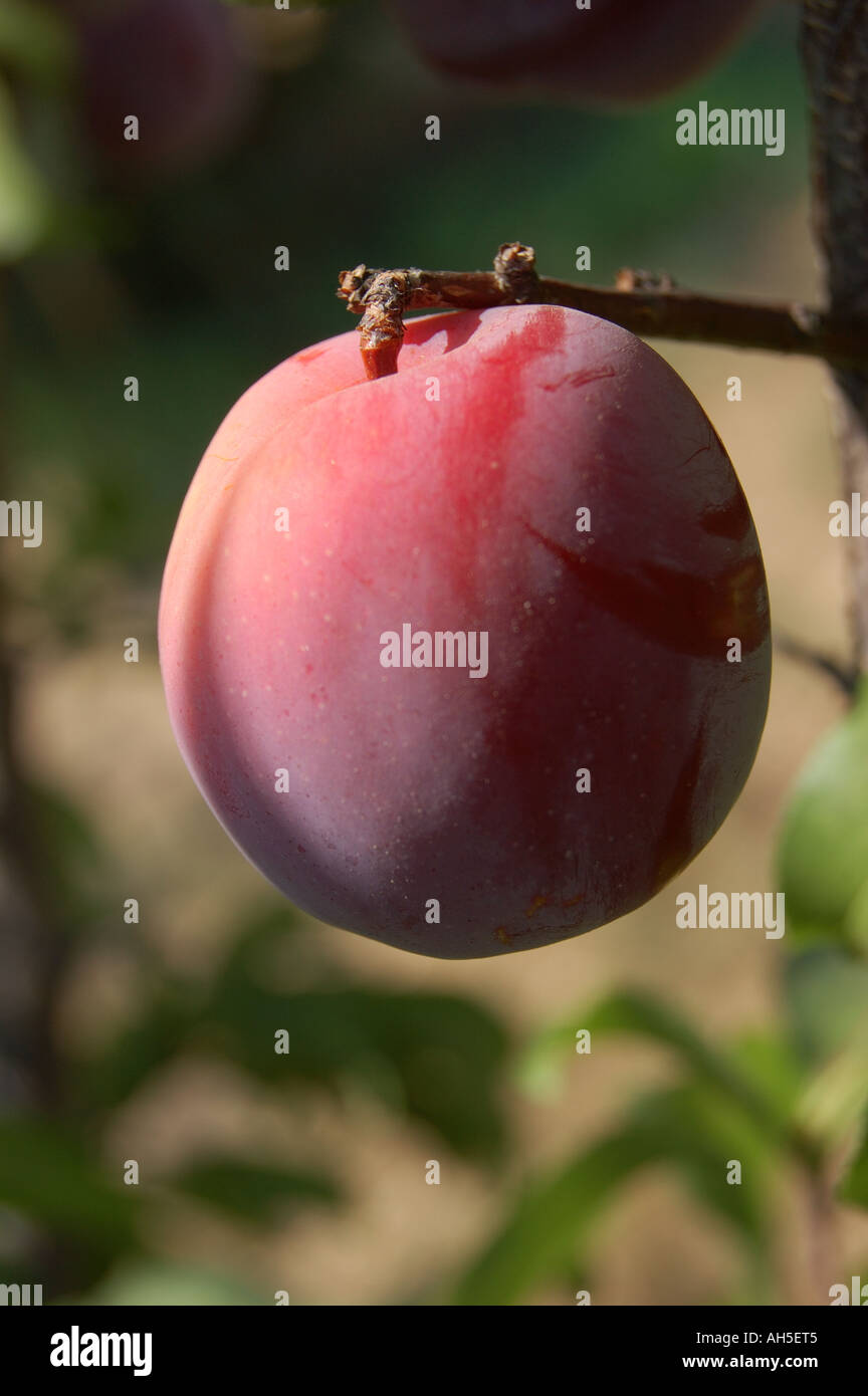 Santa Rosa Plum Prunus salicina almost ready for harvest Stock Photo ...
