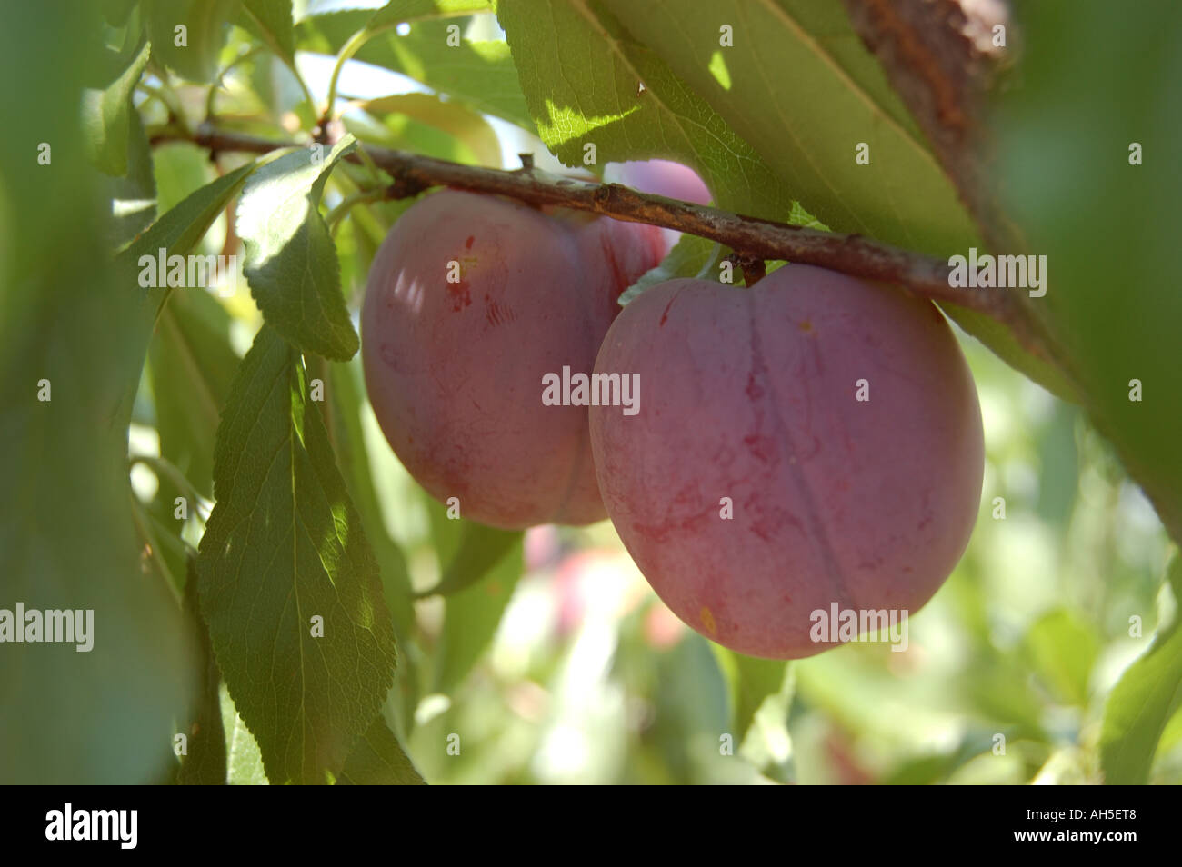 Santa Rosa Plum Prunus salicina almost ready for harvest Stock Photo ...
