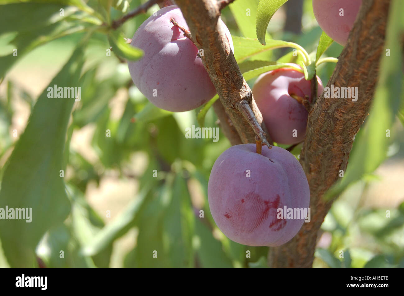 Santa Rosa Plum Prunus salicina almost ready for harvest Stock Photo ...