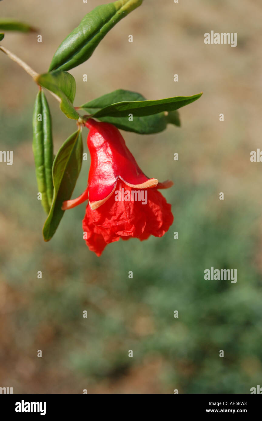 Pomegranate flower Punica granatum L Stock Photo - Alamy