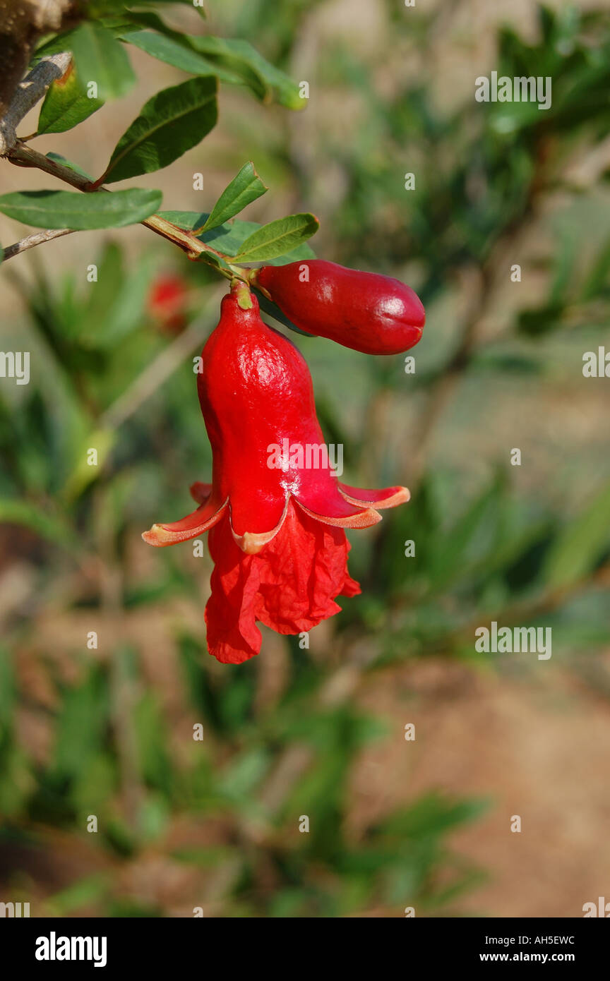 Pomegranate flower Punica granatum L Stock Photo - Alamy