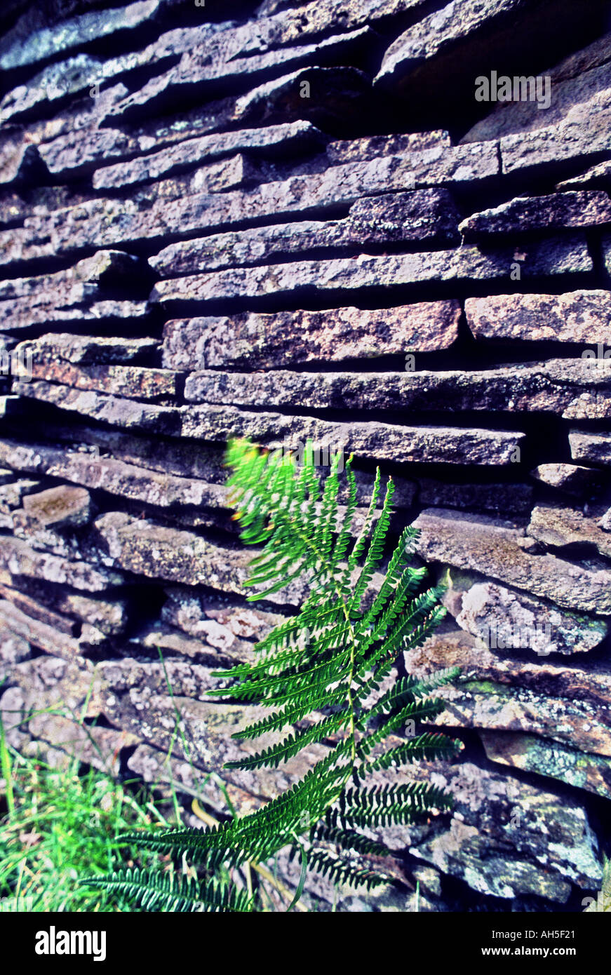 Dry stone wall with green fern Stock Photo - Alamy