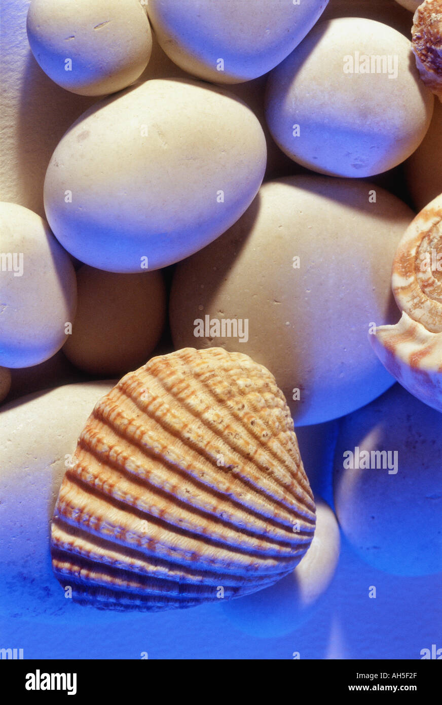 Still life of shell and pebbles Stock Photo - Alamy