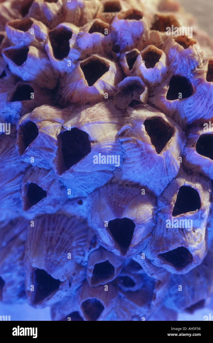 Still life of shells in blue light Stock Photo - Alamy