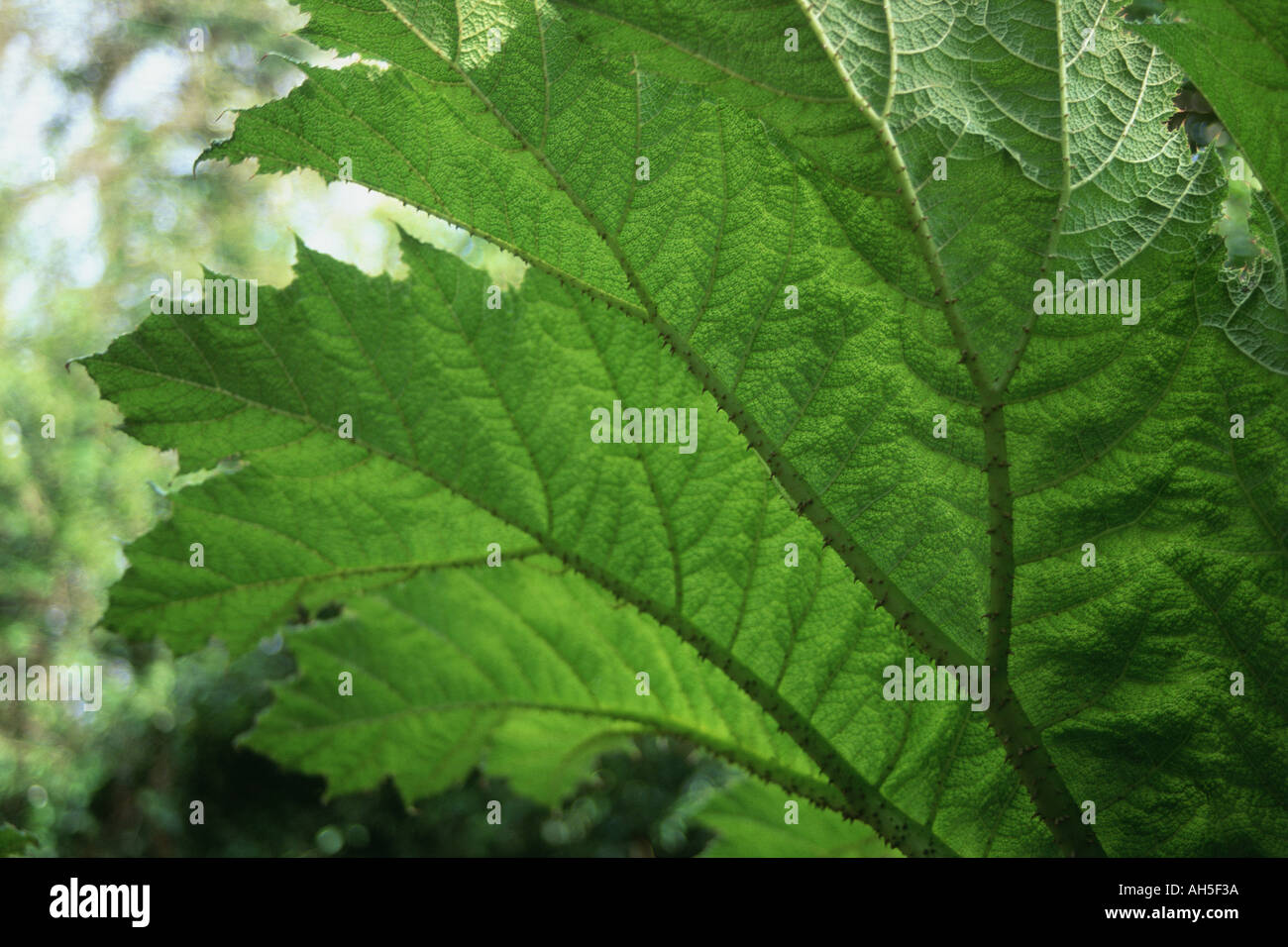 Giant leaf showing veins Stock Photo - Alamy