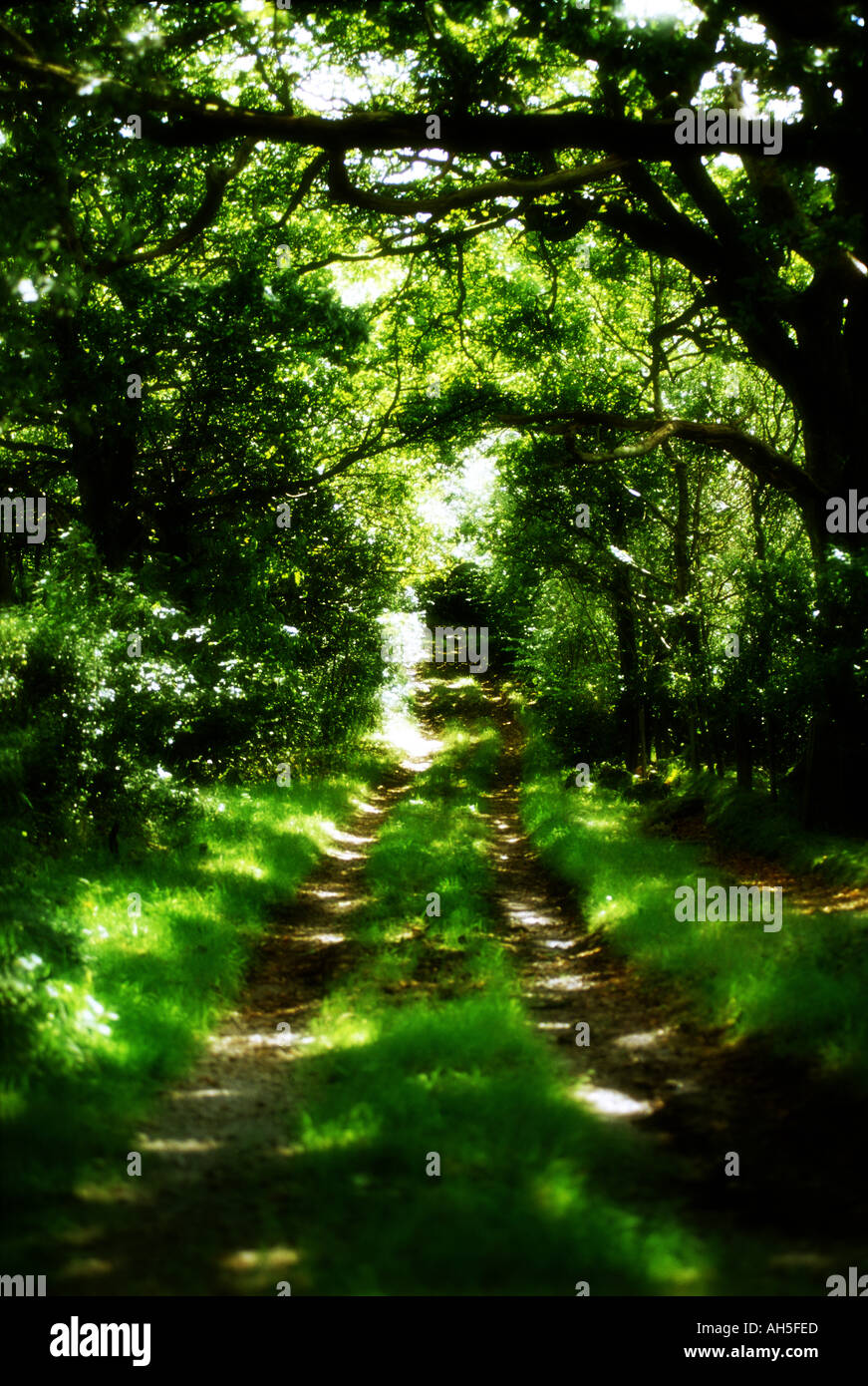 Tranquil secluded forest path with overhanging branches and dappled ...