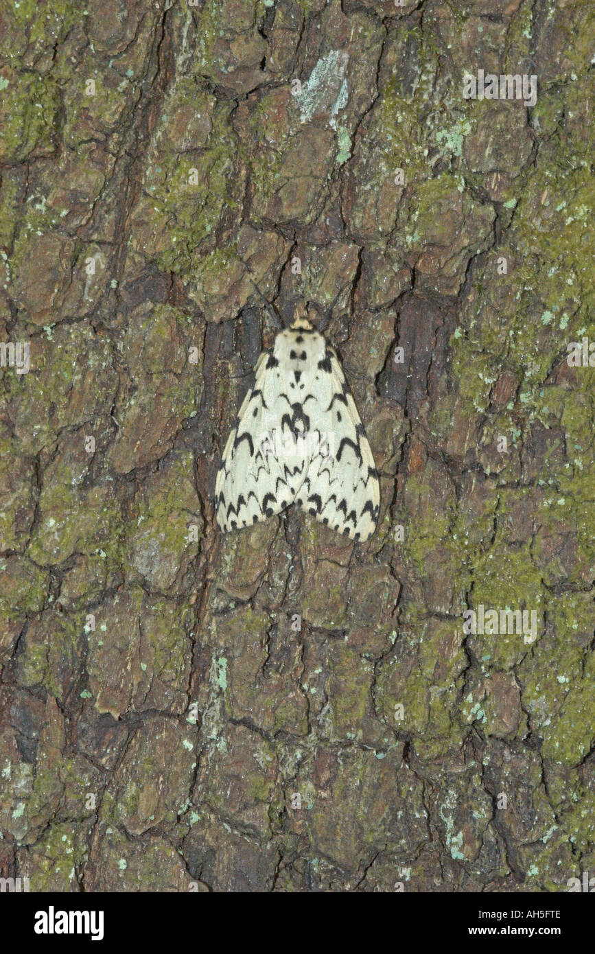 Wild British Moth on Tree Stock Photo - Alamy
