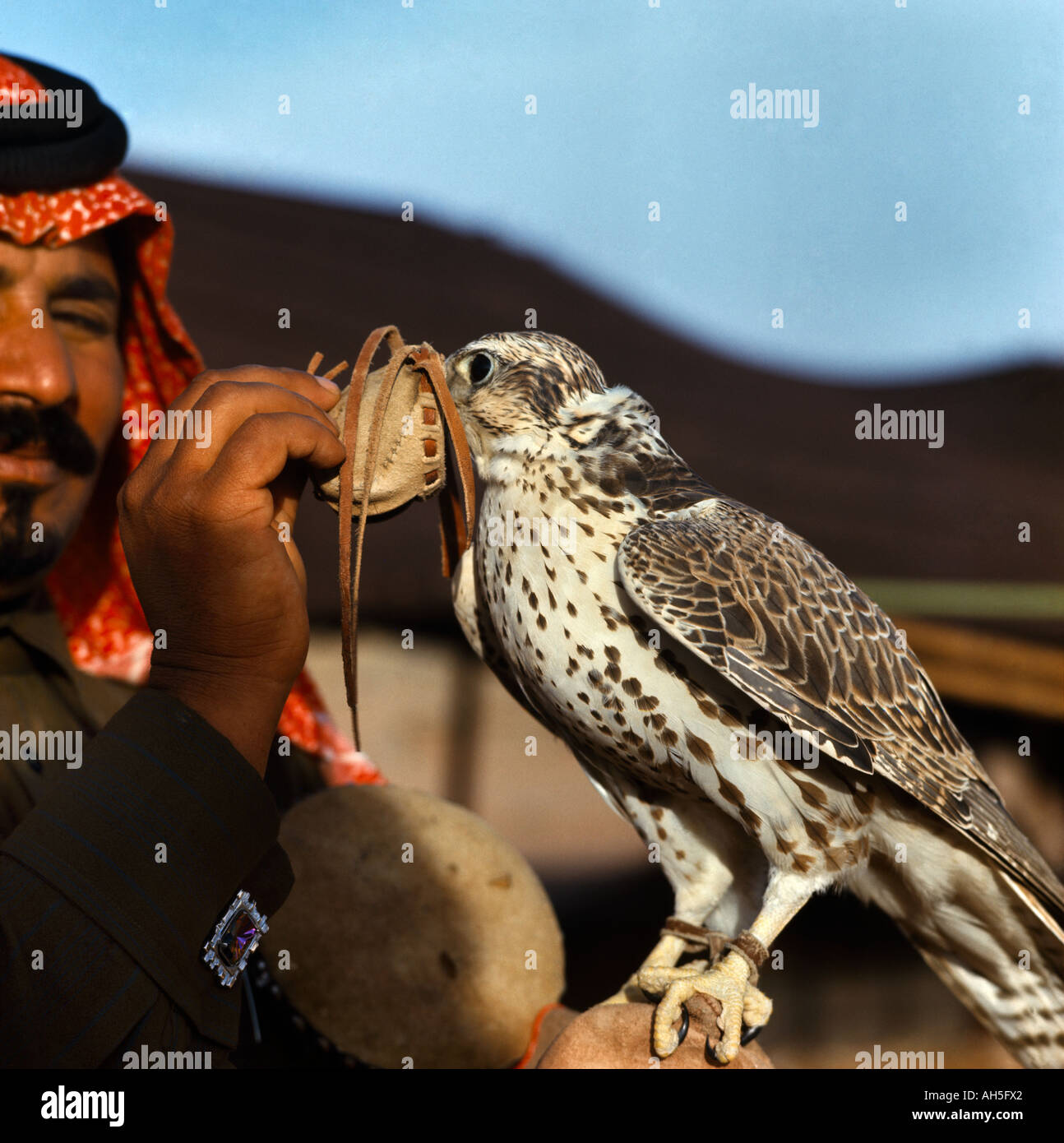 Saudi falcon hi-res stock photography and images - Alamy