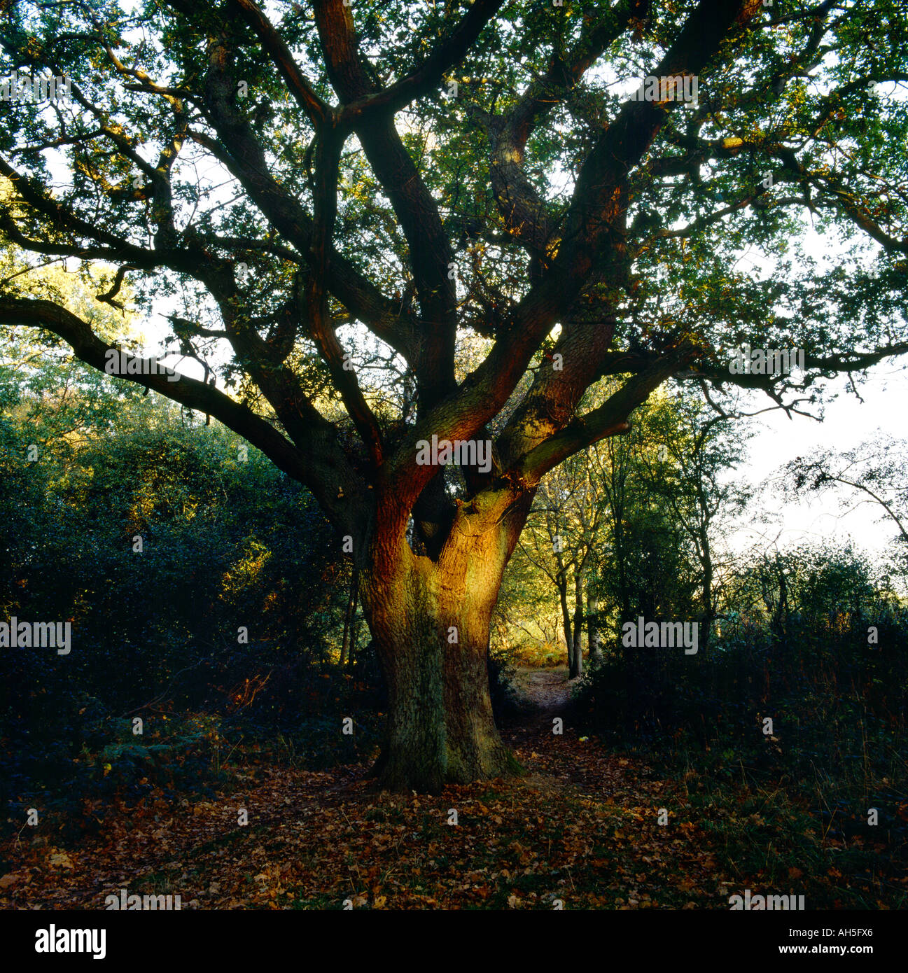 Oak stew hi-res stock photography and images - Alamy