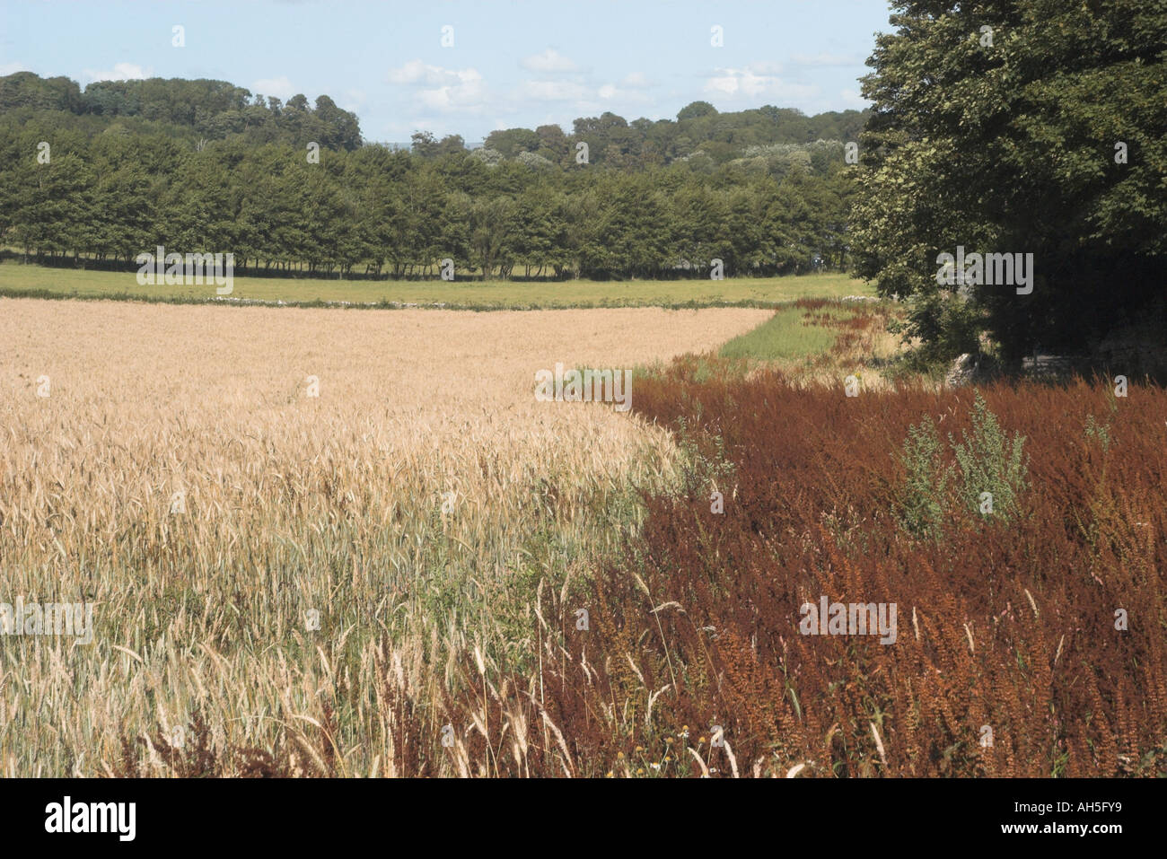 Set-aside, strip at edge of corn field Stock Photo - Alamy