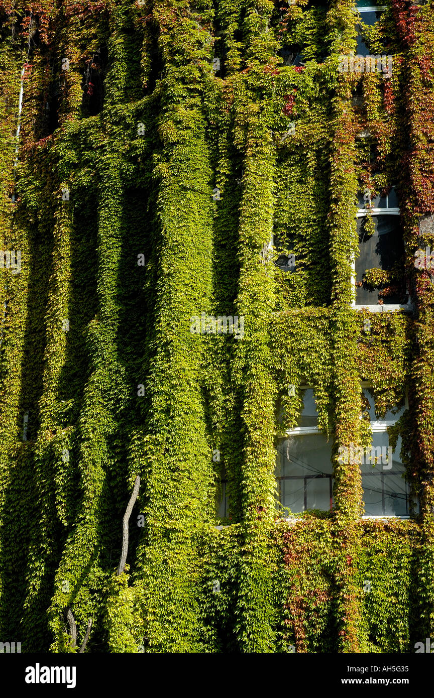 Ivy covered building Stock Photo - Alamy