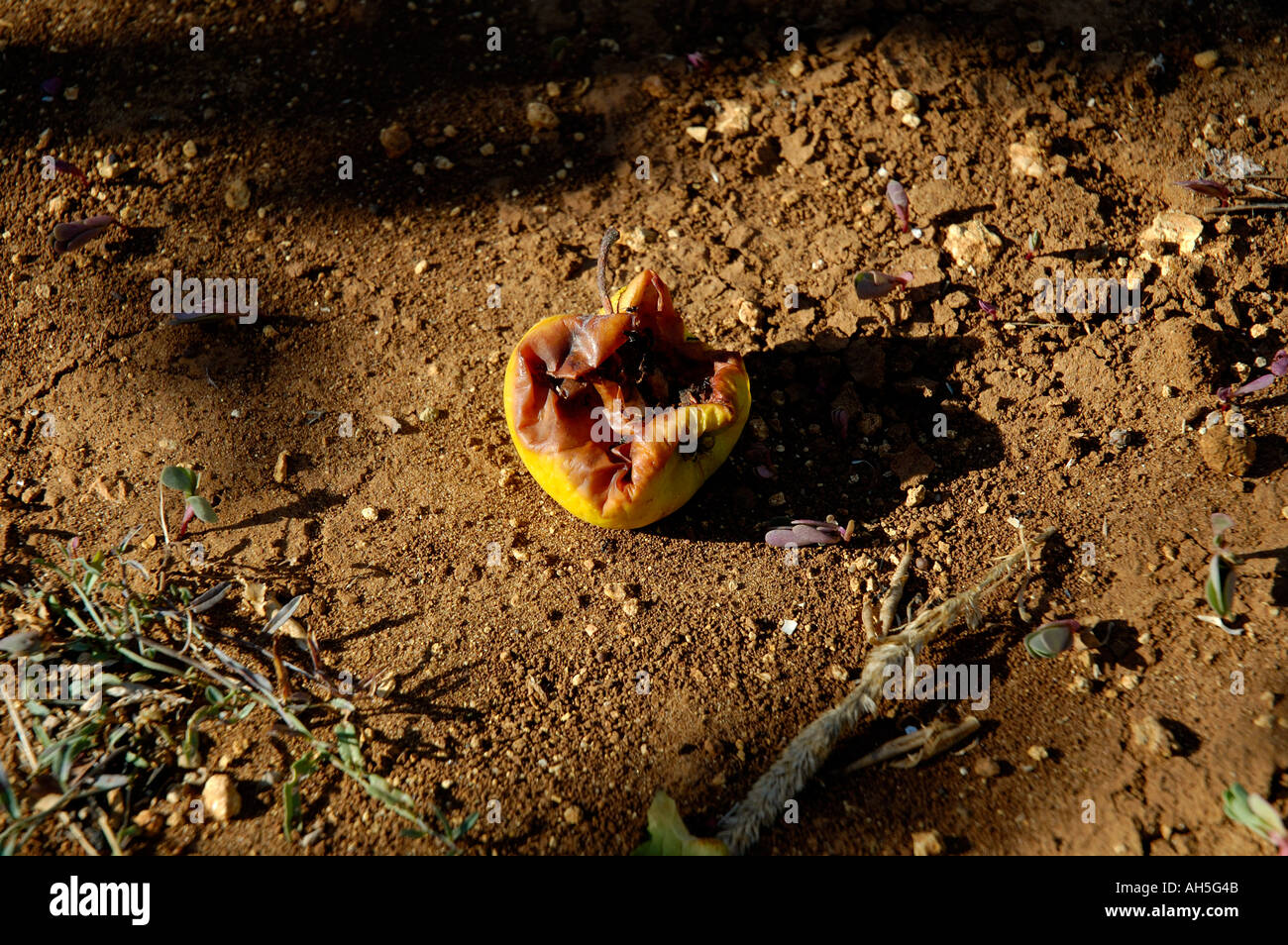 Apple ants hi-res stock photography and images - Alamy