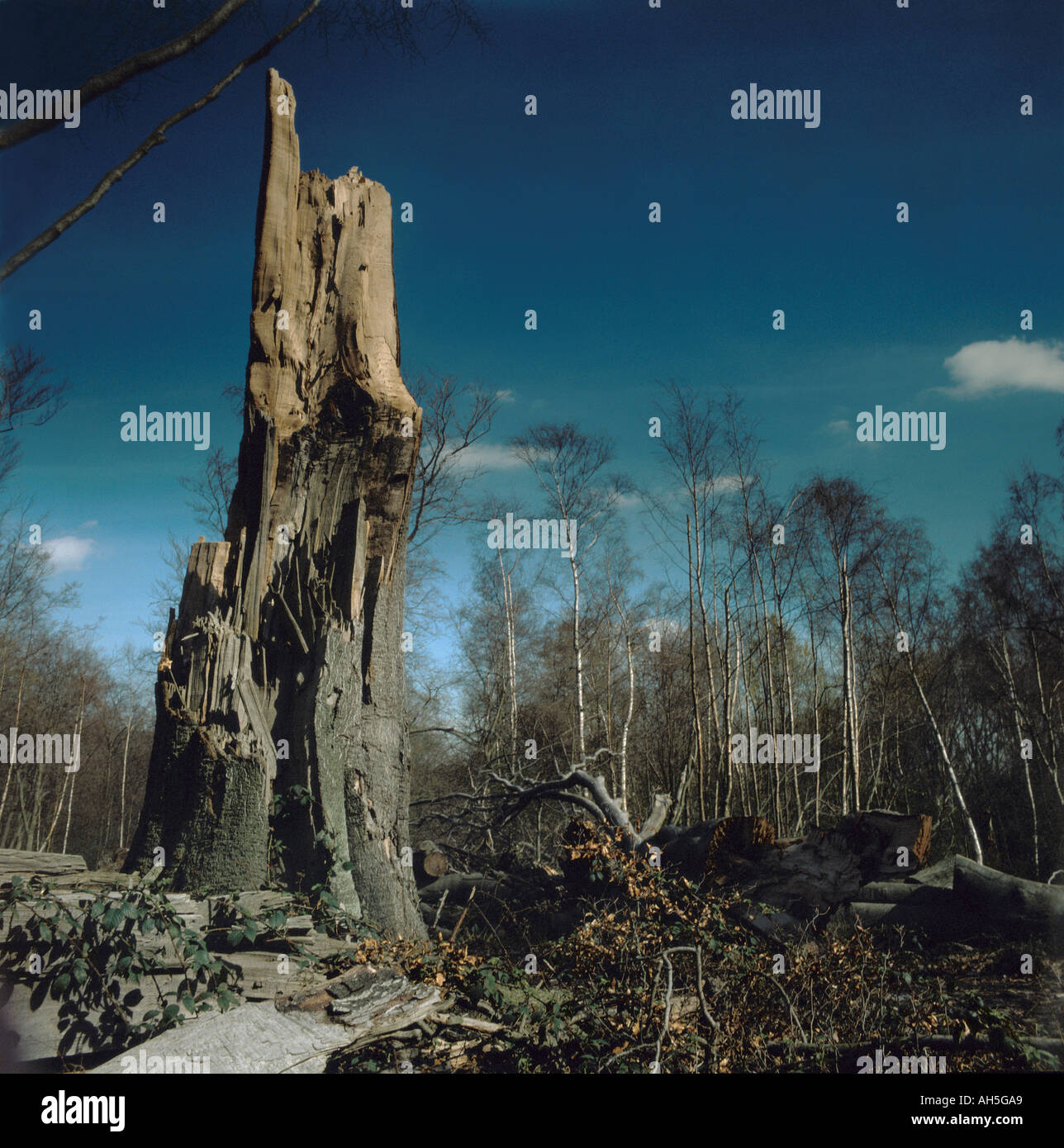 storm damaged large tree Stock Photo - Alamy