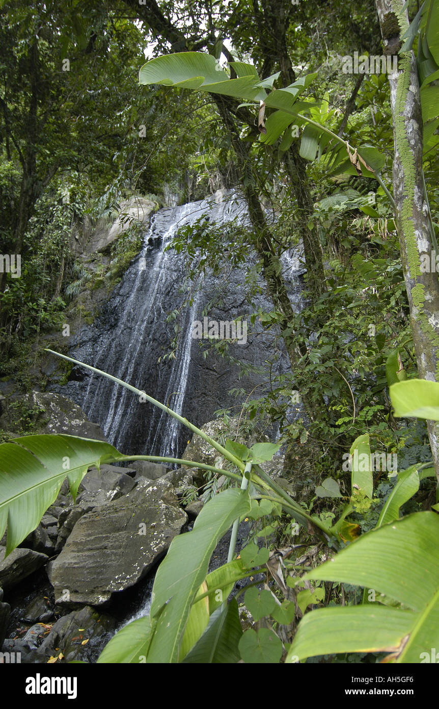 Coca Fall El Yunque Caribbean Rainforest Recreation Area Luquillo ...