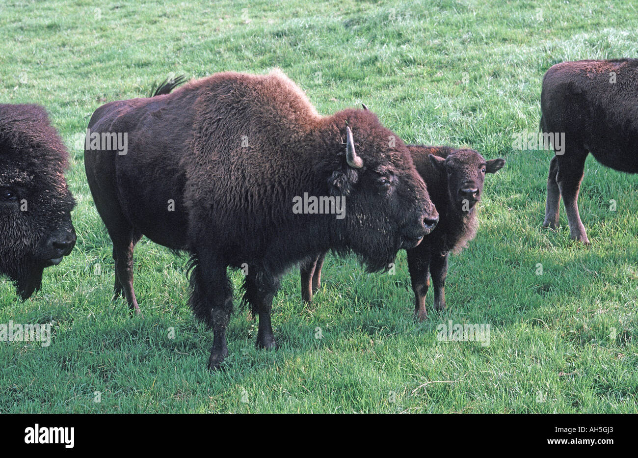 European bison uk hi-res stock photography and images - Alamy