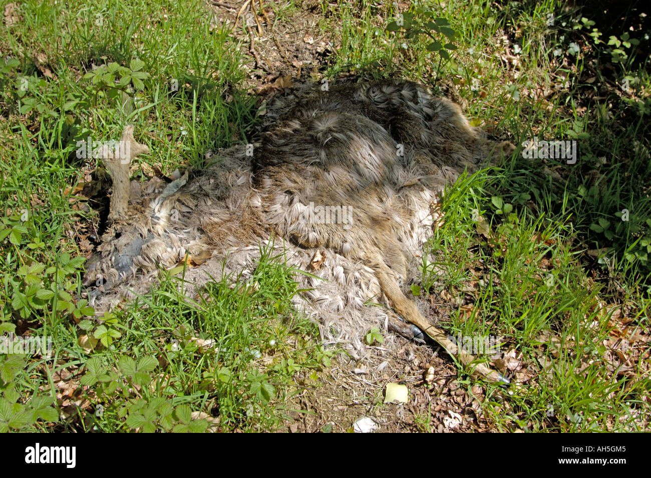 Poaching deer hi-res stock photography and images - Alamy