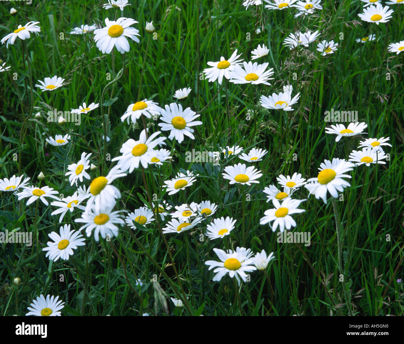 ox-eye daisy, dog daisy, marguerite, leucanthemum vulgare Stock Photo ...