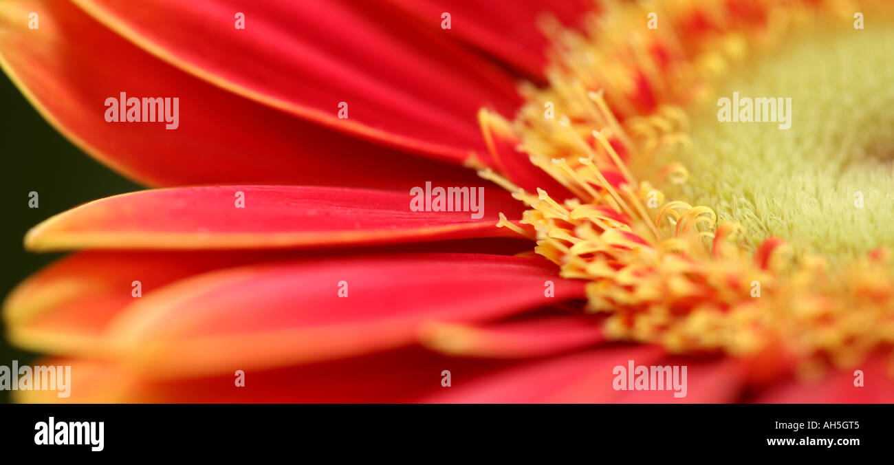 Red germini gerbera Stock Photo - Alamy
