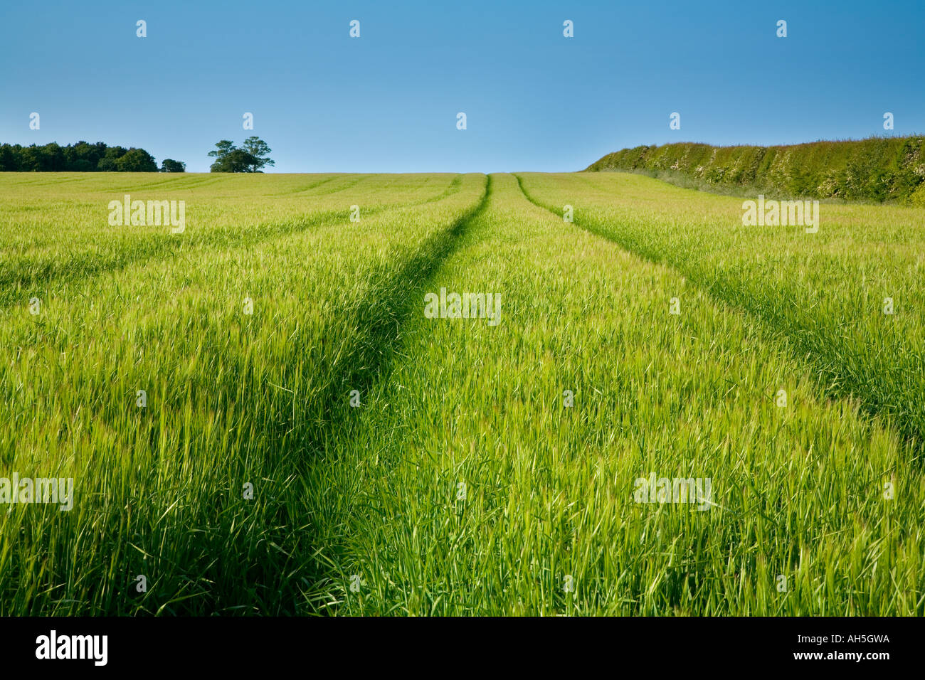 Field North Norfolk, UK Stock Photo - Alamy