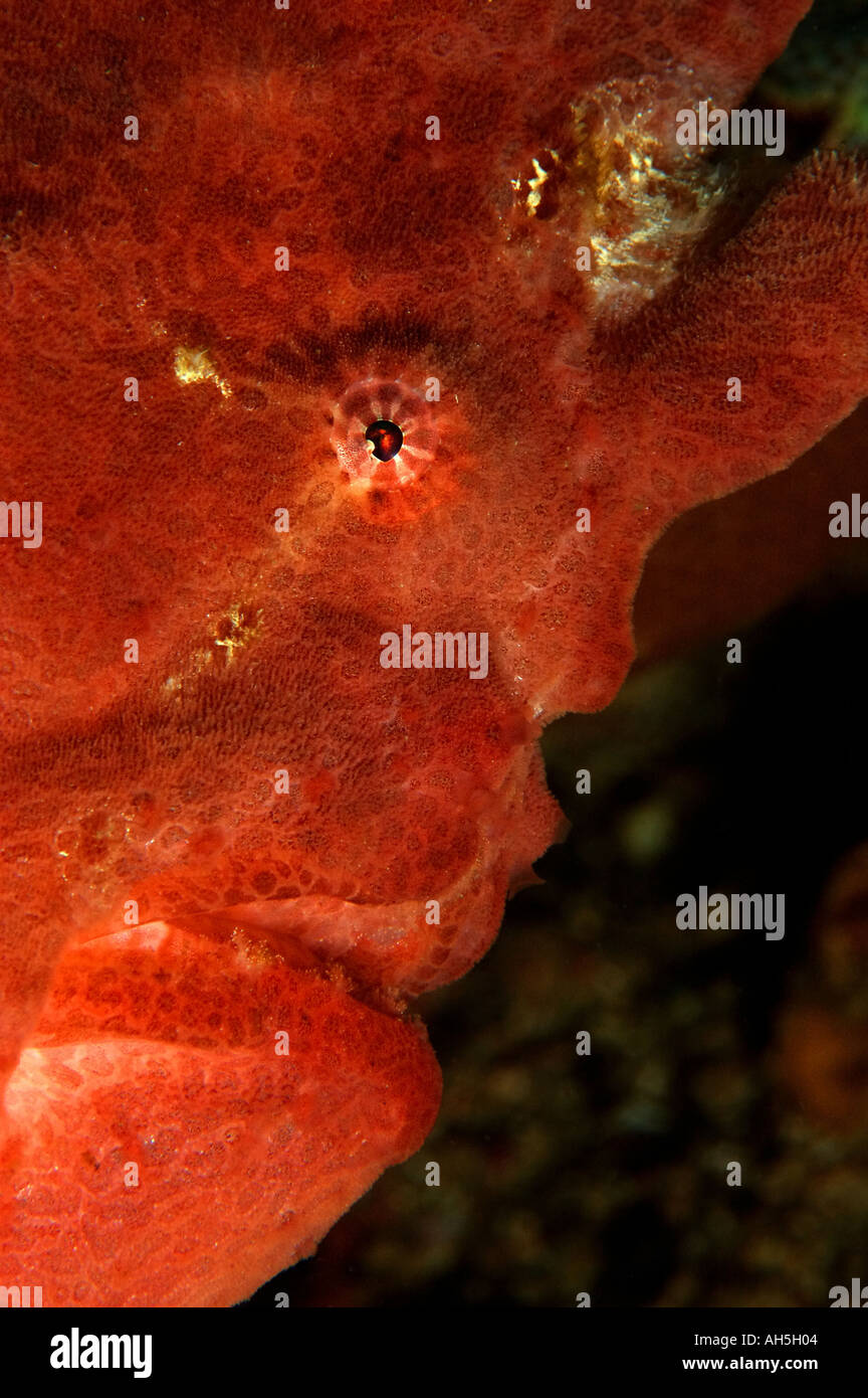 Frog fish red face Stock Photo - Alamy