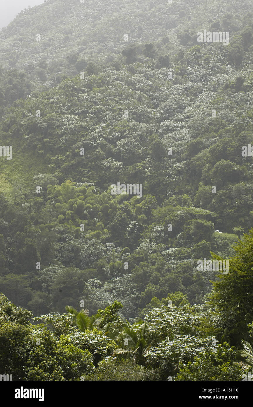 El Yunque Caribbean Rainforest Recreation Area Luquillo mountains ...