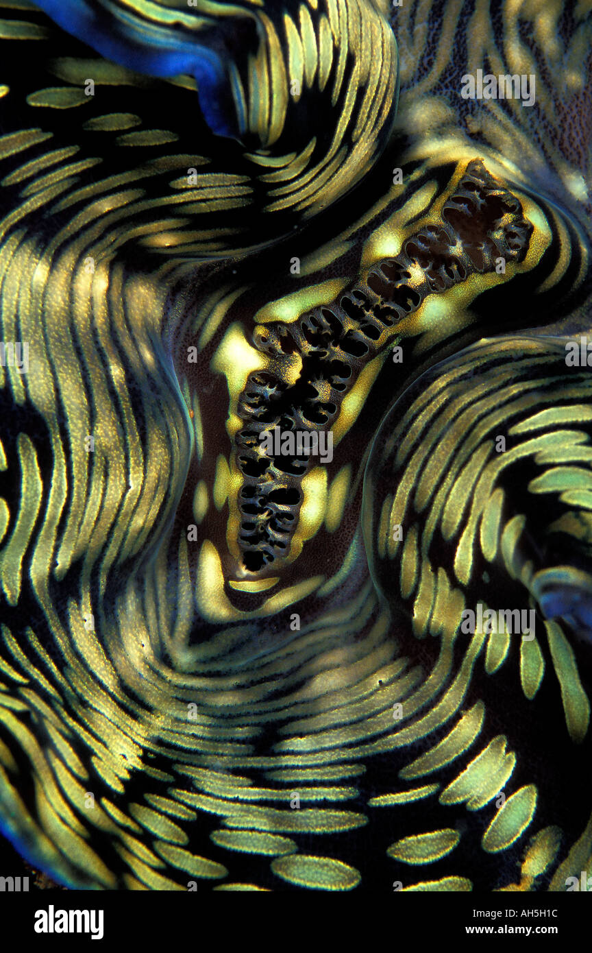 Giant clam mantle in thailand hi-res stock photography and images - Alamy