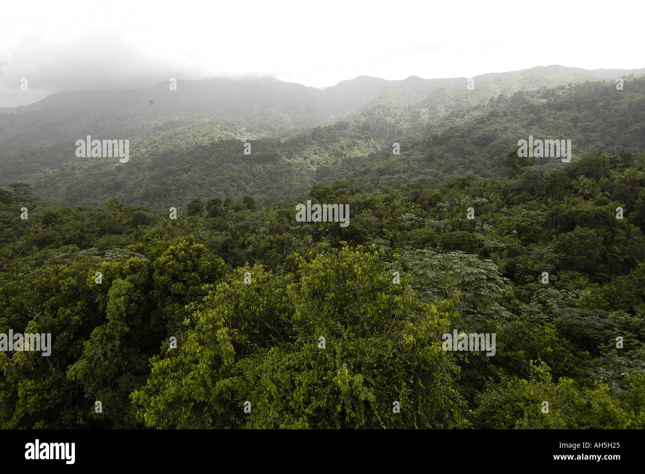 El Yunque Caribbean Rainforest Recreation Area Luquillo mountains ...