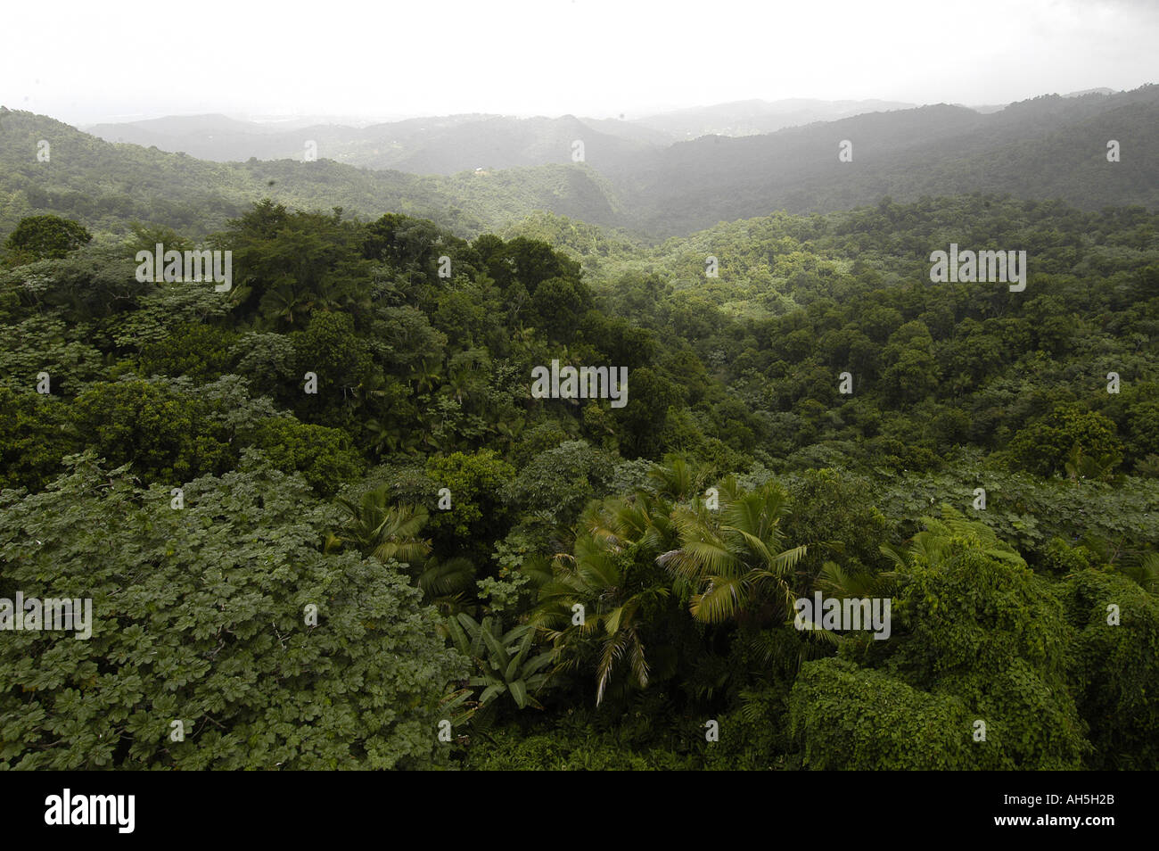 El Yunque Caribbean Rainforest Recreation Area Luquillo mountains ...