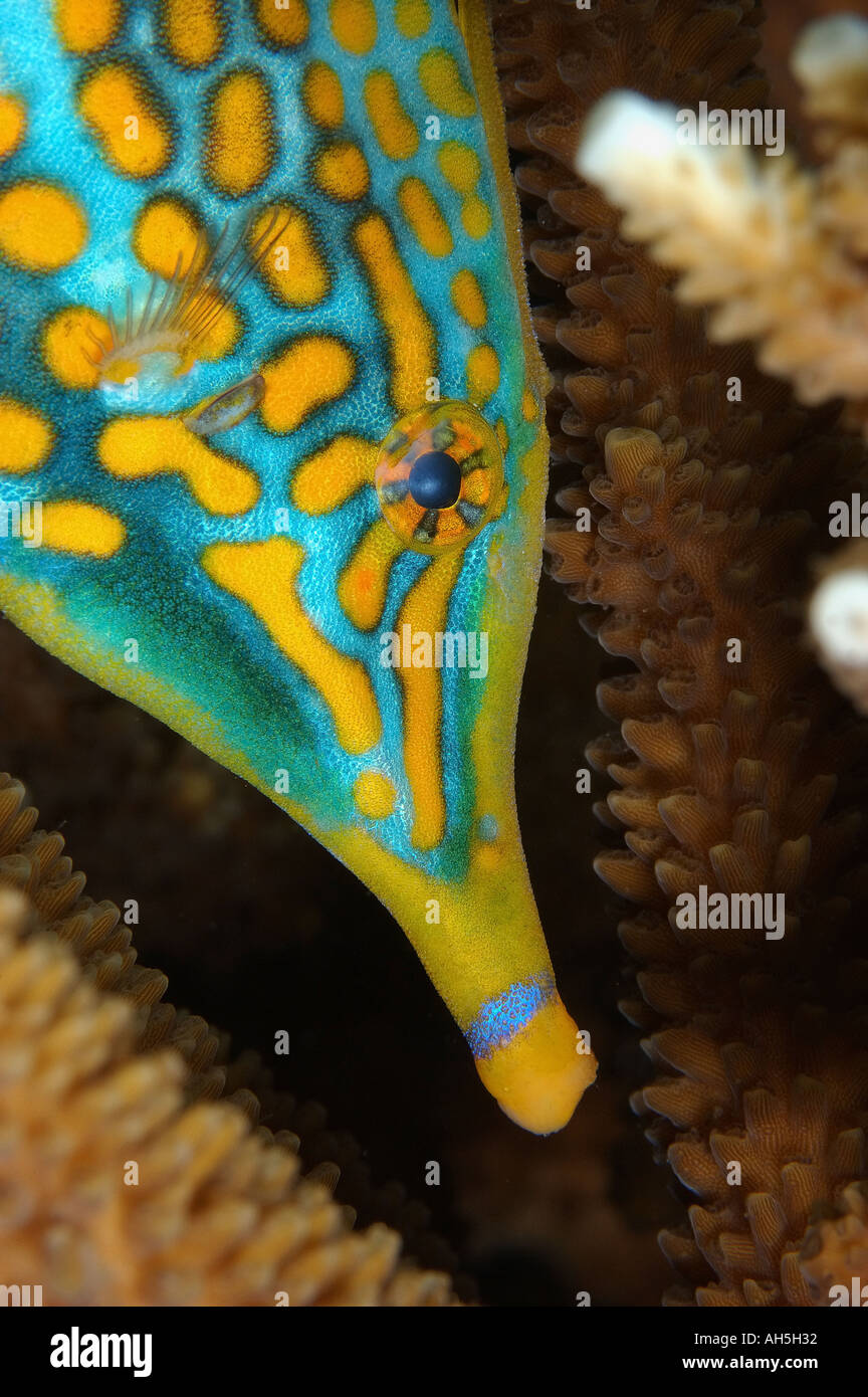 Fish with long nose hi-res stock photography and images - Alamy