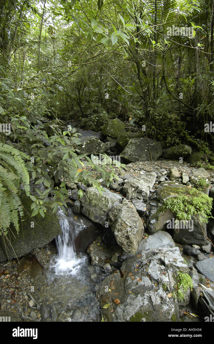 El Yunque Caribbean Rainforest Recreation Area Luquillo mountains ...
