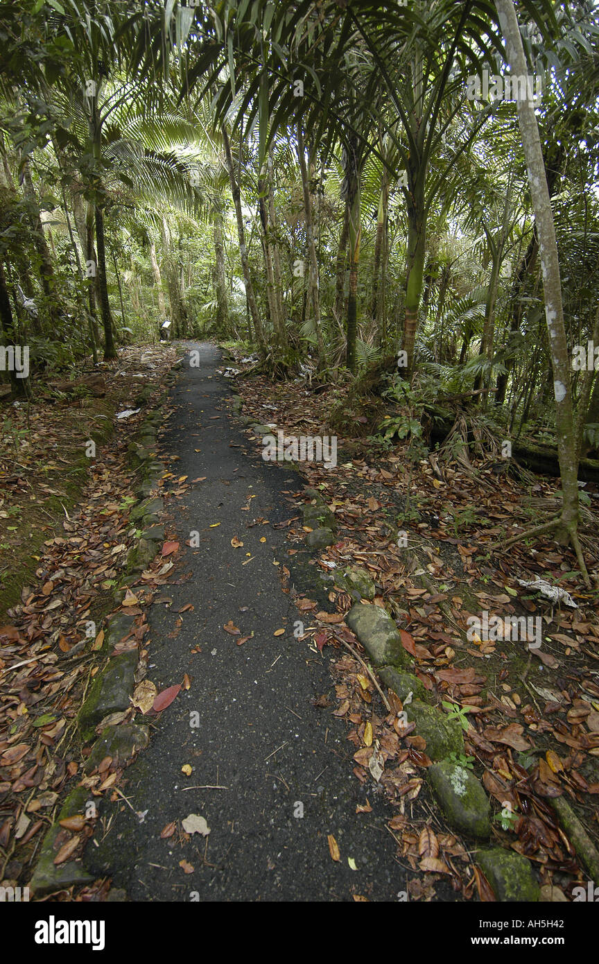 El Yunque Caribbean Rainforest Recreation Area Luquillo mountains ...
