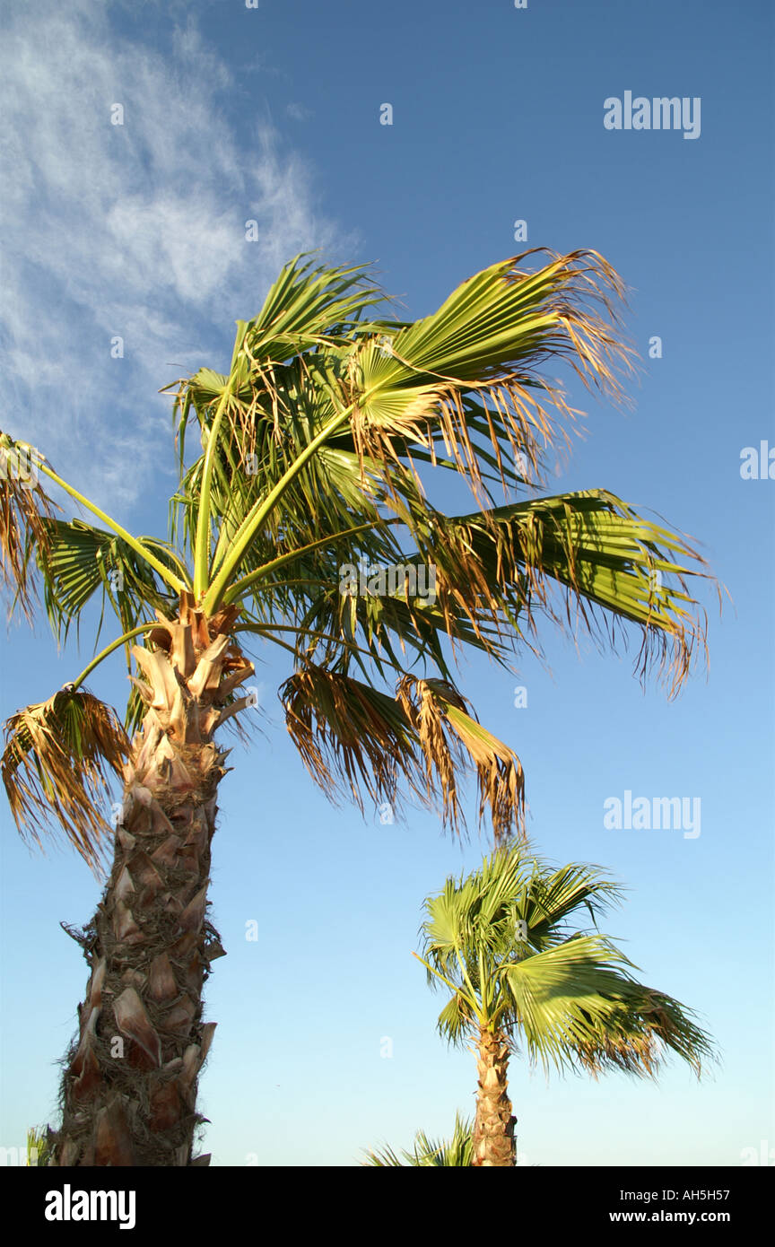 Picture of Palm tree Stock Photo - Alamy