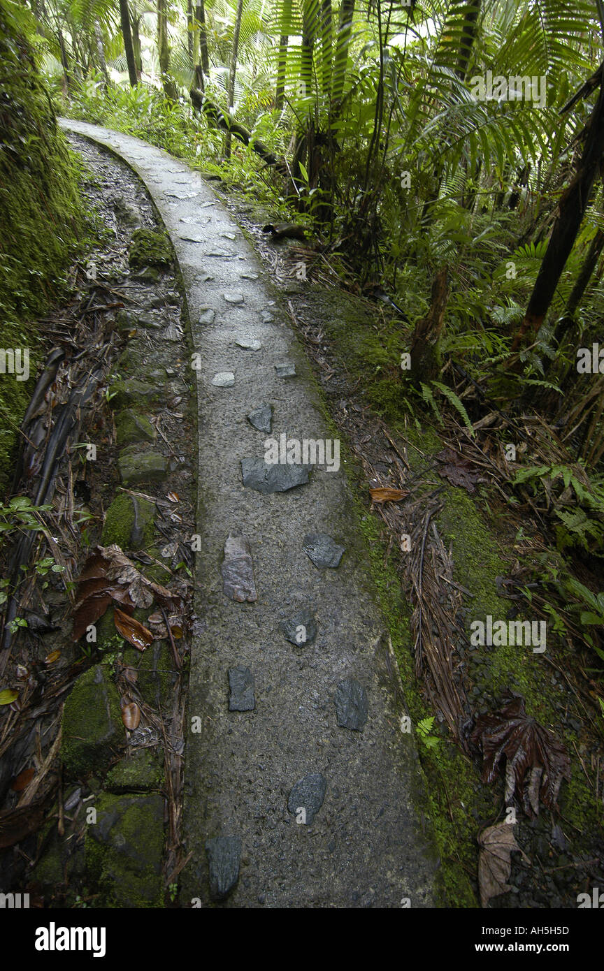 El Yunque Caribbean Rainforest Recreation Area Luquillo mountains ...