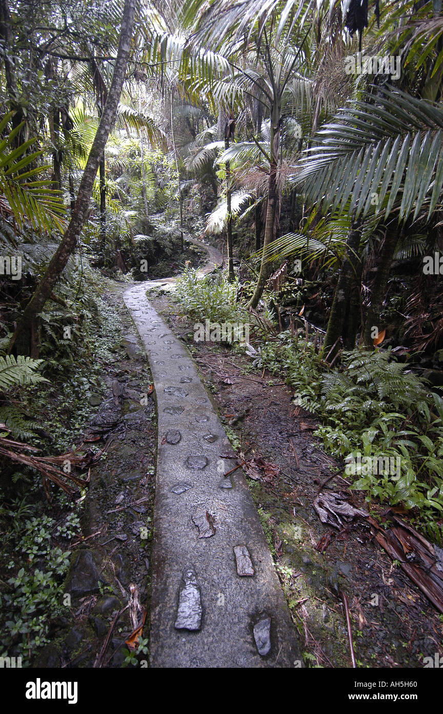 El Yunque Caribbean Rainforest Recreation Area Luquillo mountains ...